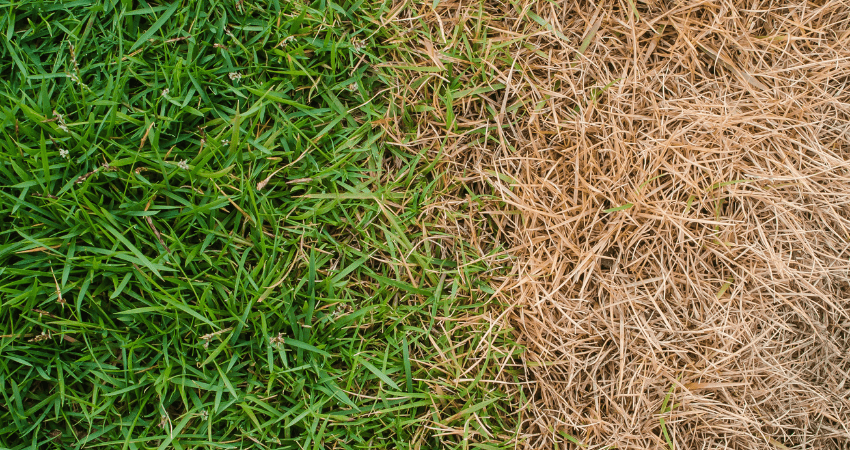 Dormant vs dead grass. What's the difference? | Maggio LTD.