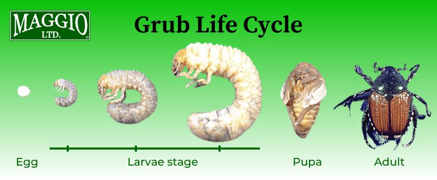 What are lawn grubs and how to get rid of them? | Maggio LTD.