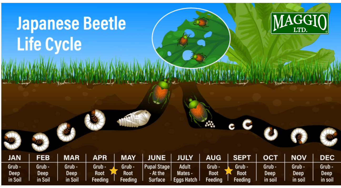 What are lawn grubs and how to get rid of them? | Maggio LTD.