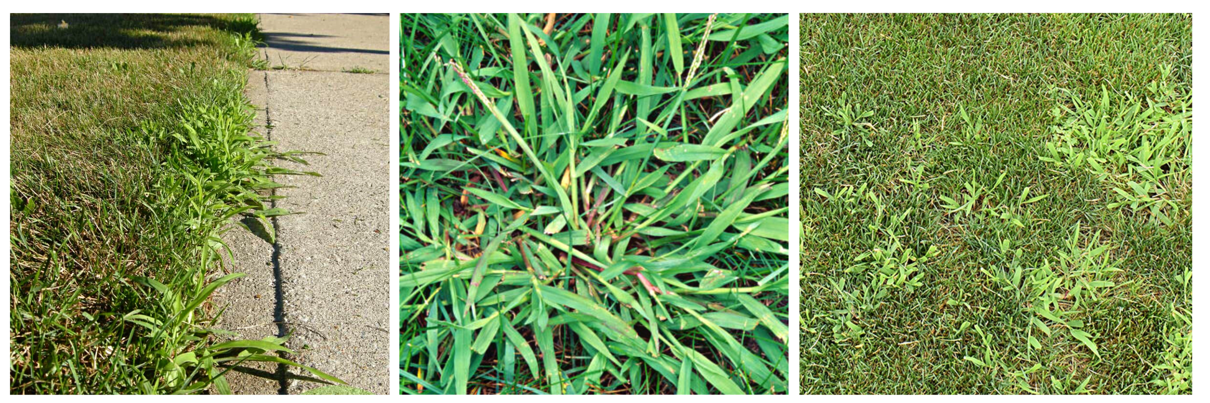Crabgrass Control | Maggio LTD.