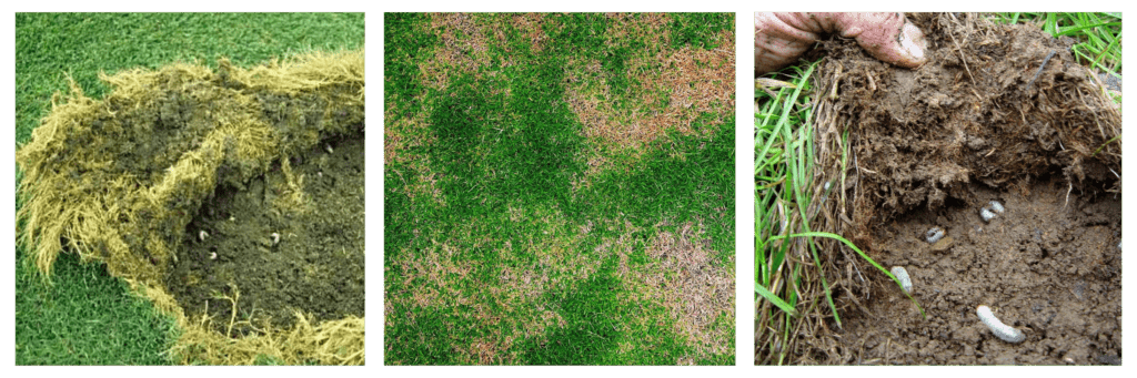 What are lawn grubs and how to get rid of them? | Maggio LTD.